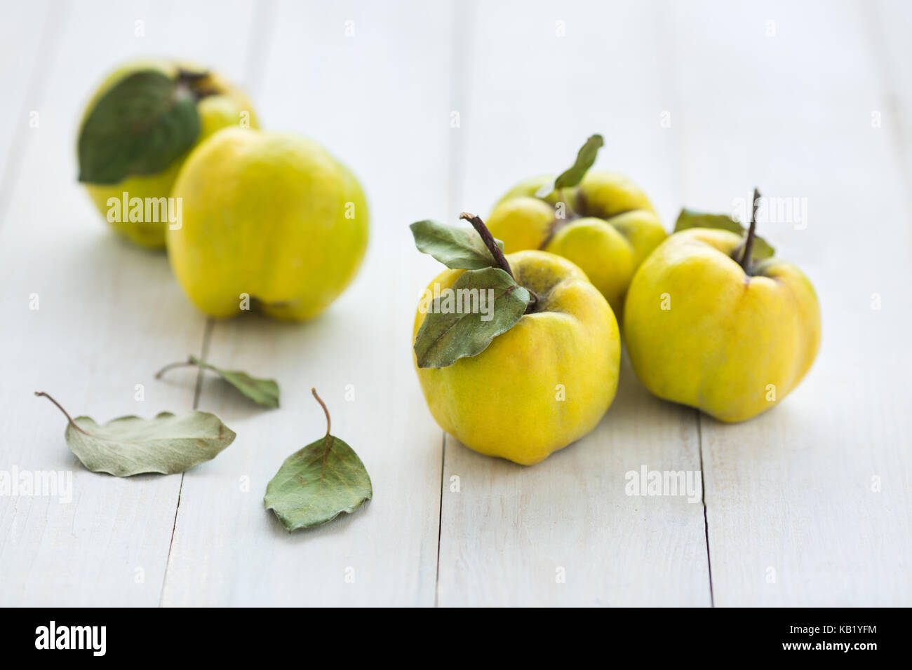 Quince tree hi-res stock photography and images - Alamy