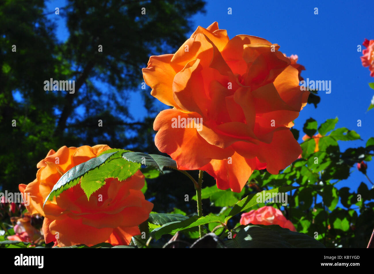 Botany, shrub roses, orange Stock Photo - Alamy