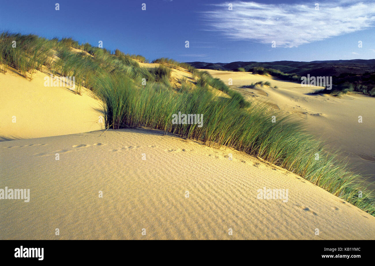 Portugal, Algarve, dune vegetation on the beach of Bordeira in the ...