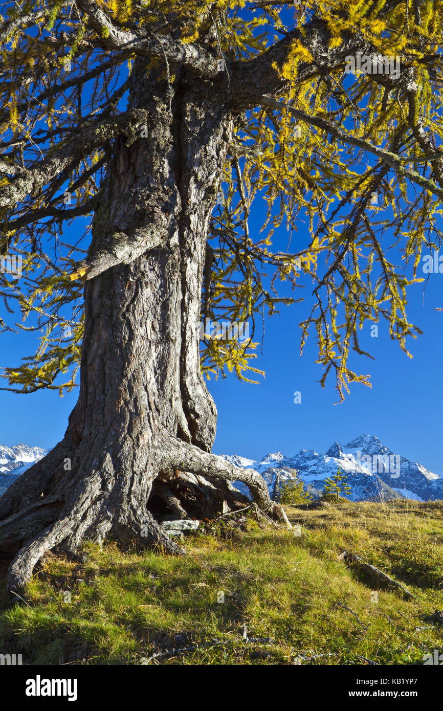 Austria, Tyrol, Meiminger plateau, Obsteig, Simmeringalm, weather larch ...