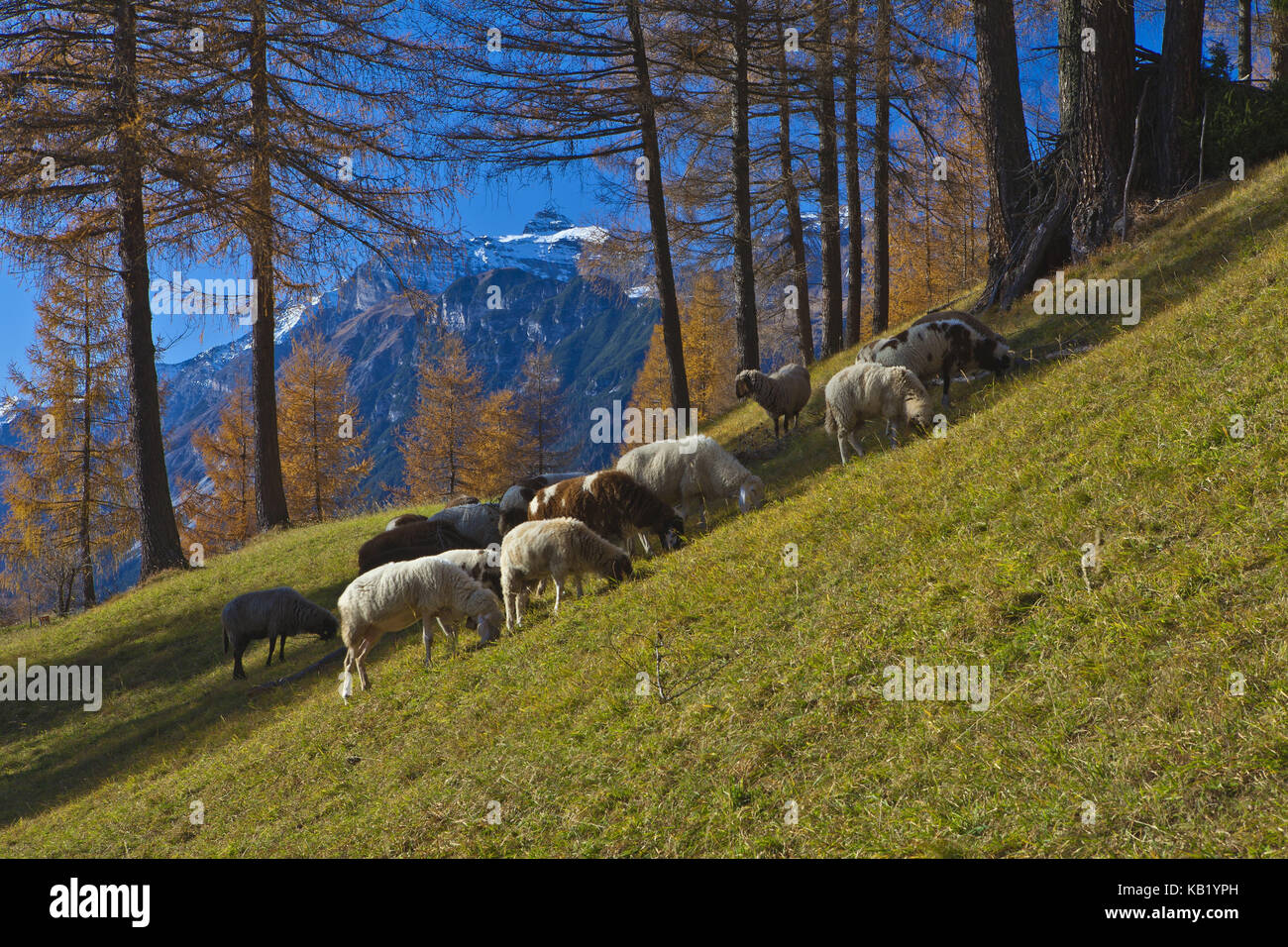 Austria, Tyrol, Trins Stock Photo - Alamy