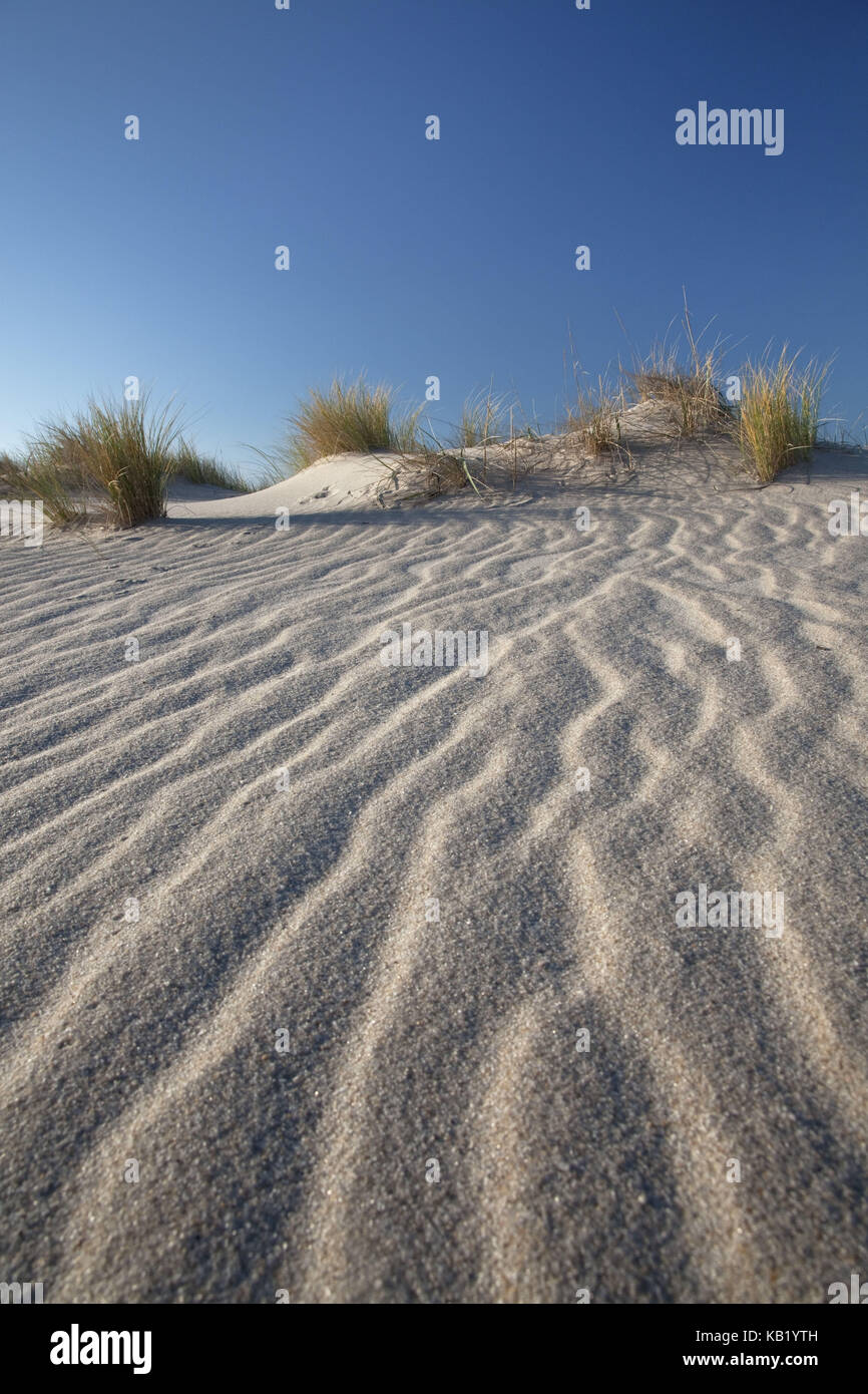 Dunes at Ellenbogen region, List, Sylt island, Schleswig - Holstein ...