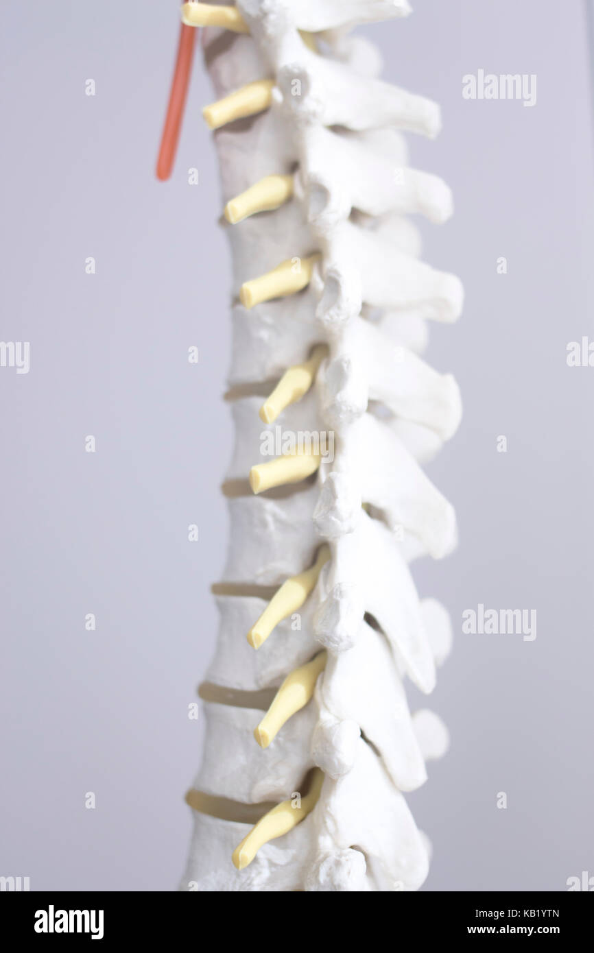 Human spine vertebra spinal column medical teaching model showing bones ...