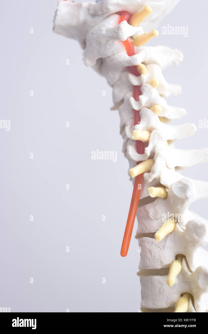 Human spine vertebra spinal column medical teaching model showing bones ...