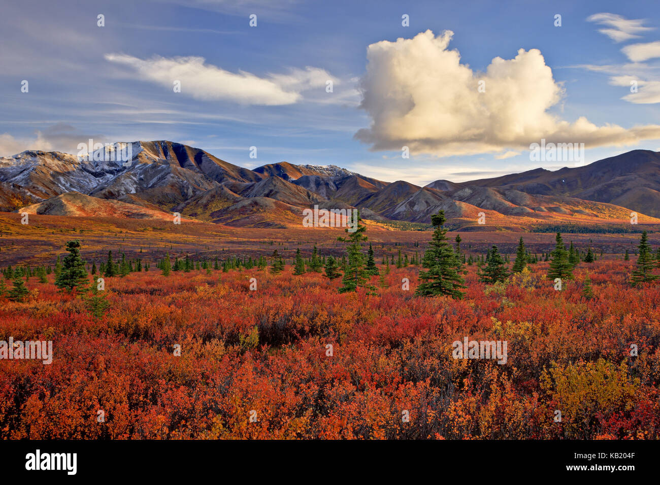 North America, the USA, Alaska, Denali national park, tundra, Alaska ...