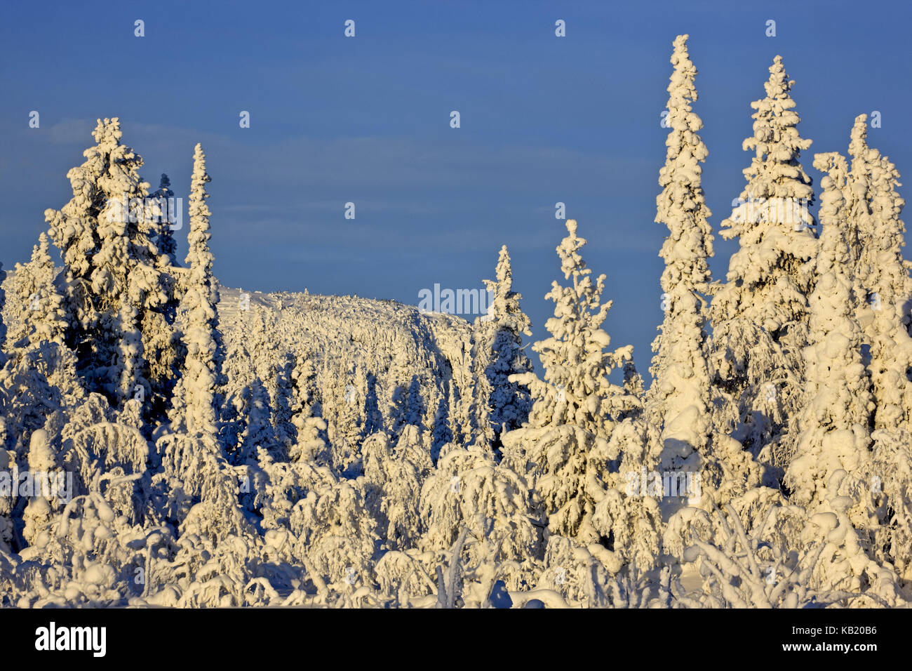 Sweden, Swedish Lapland, Laponia, winter scenery, trees Stock Photo - Alamy