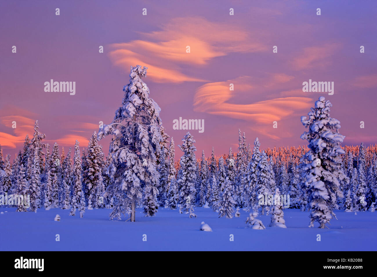 Sweden, Swedish Lapland, Laponia, winter scenery, trees Stock Photo - Alamy