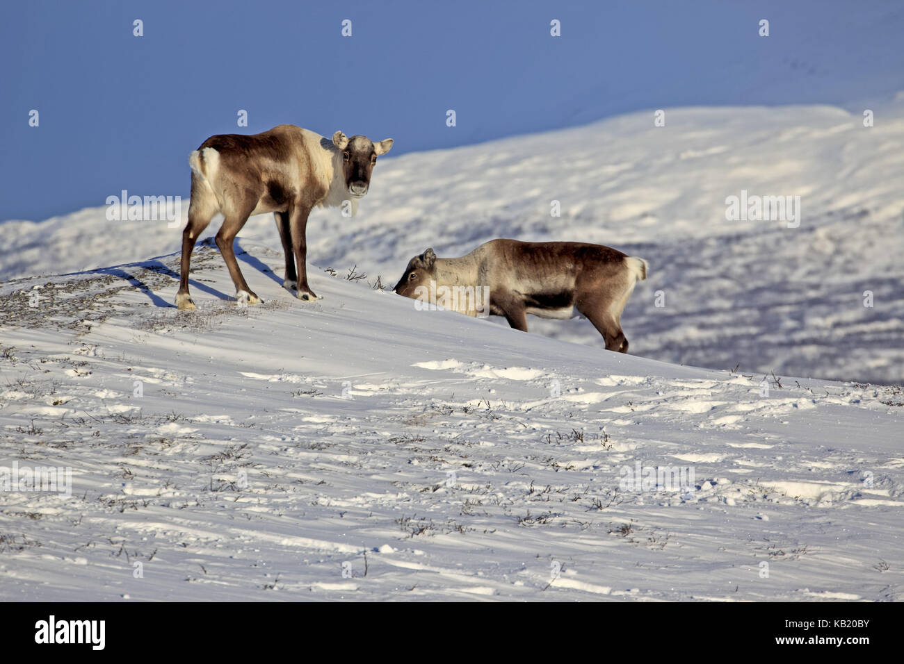 Sweden, Lapland, Abisko national park, reindeers, Rangifer tarandus ...