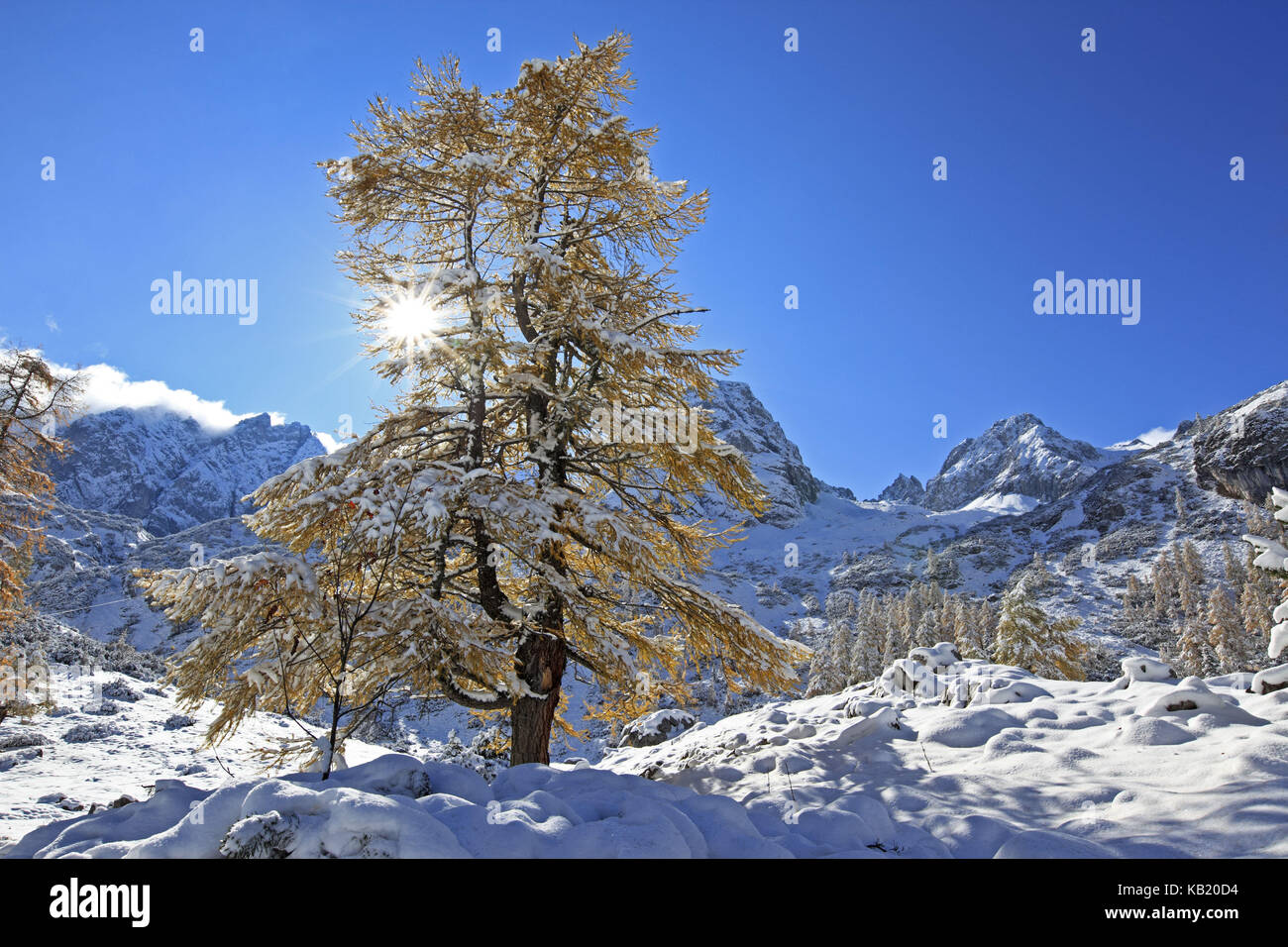 Austria, Tyrol, Mieming range, larch close Seebensee, front scorpion ...
