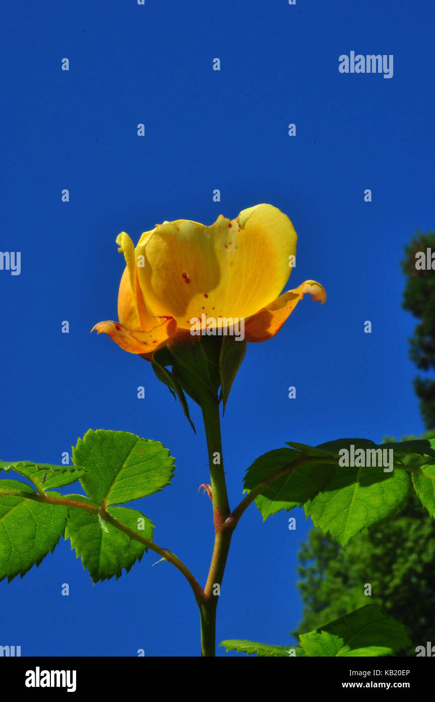 Botany, shrub rose, yellow Stock Photo - Alamy