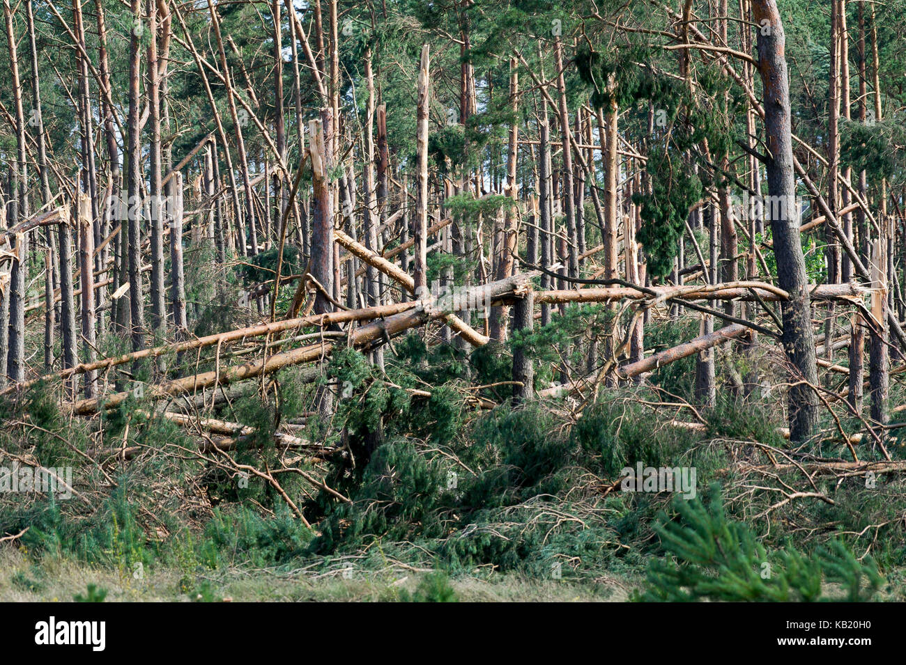 Fallen trees in forest caused by extremely high wind speed during the ...