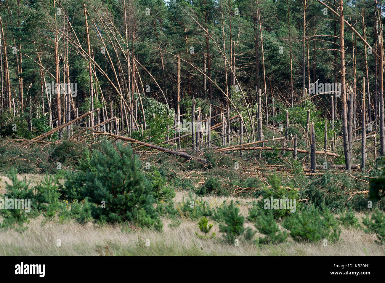 Fallen trees in forest caused by extremely high wind speed during the ...
