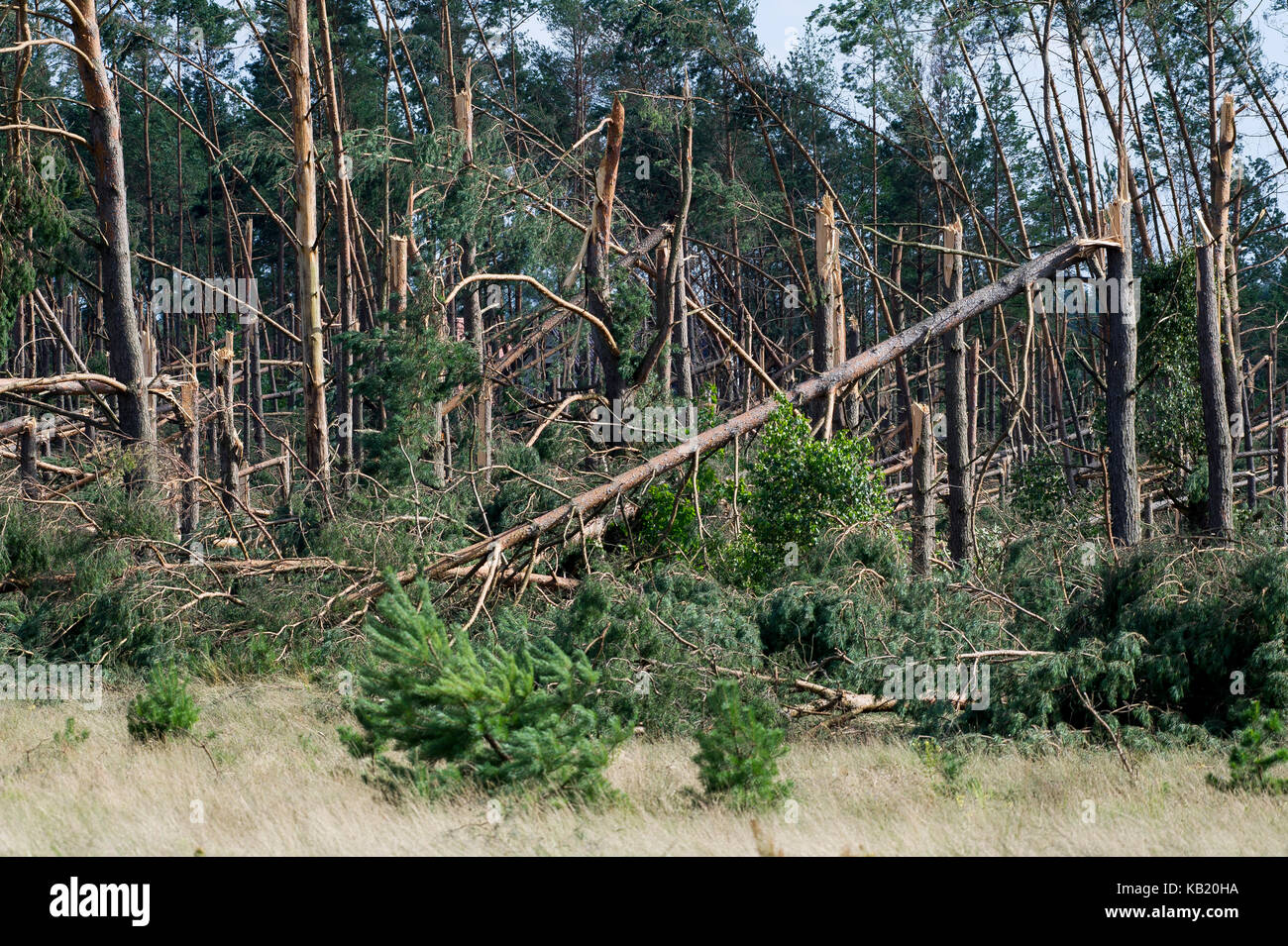 Fallen trees hi-res stock photography and images - Alamy