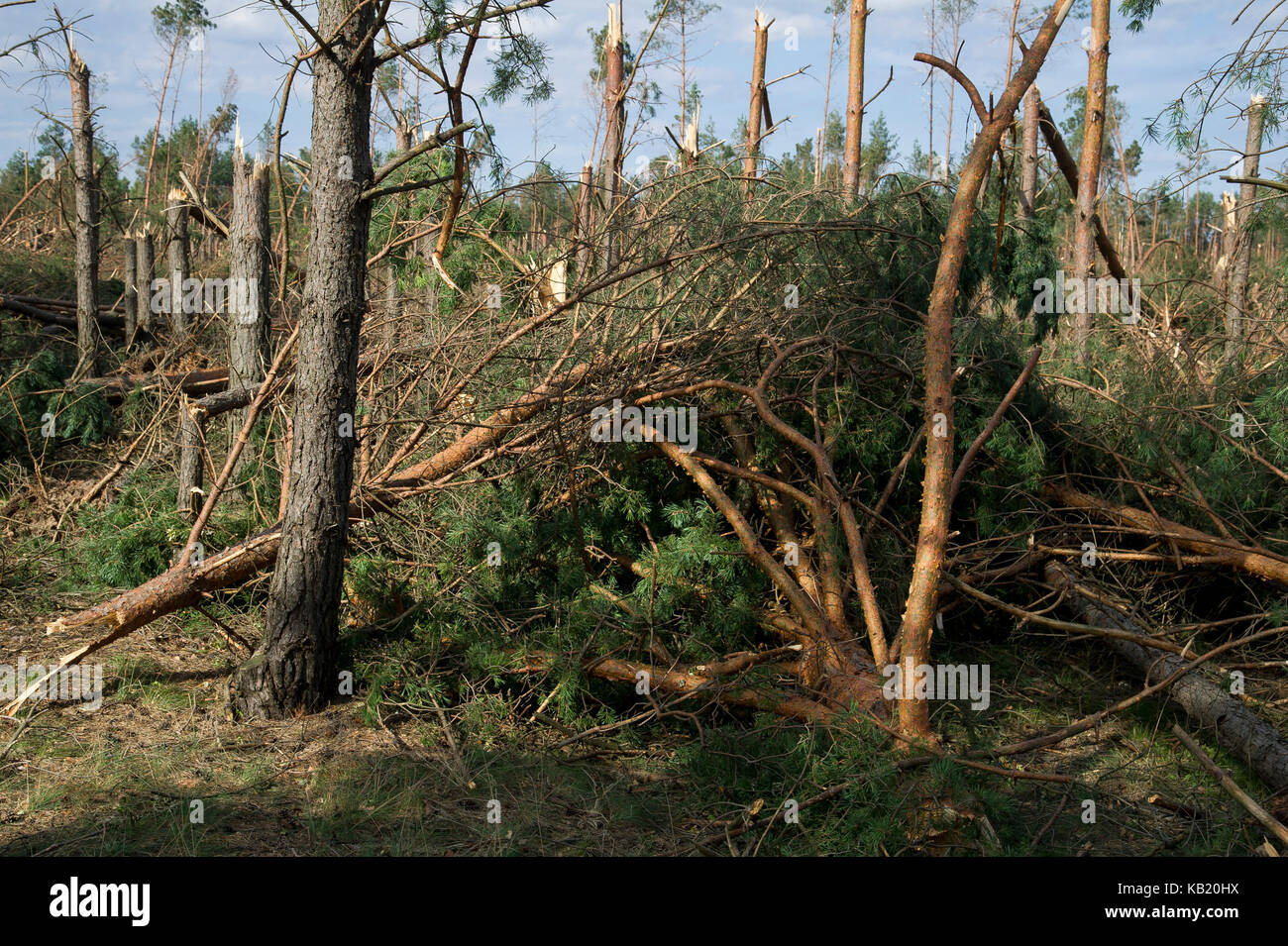 Fallen trees in forest caused by extremely high wind speed during the ...