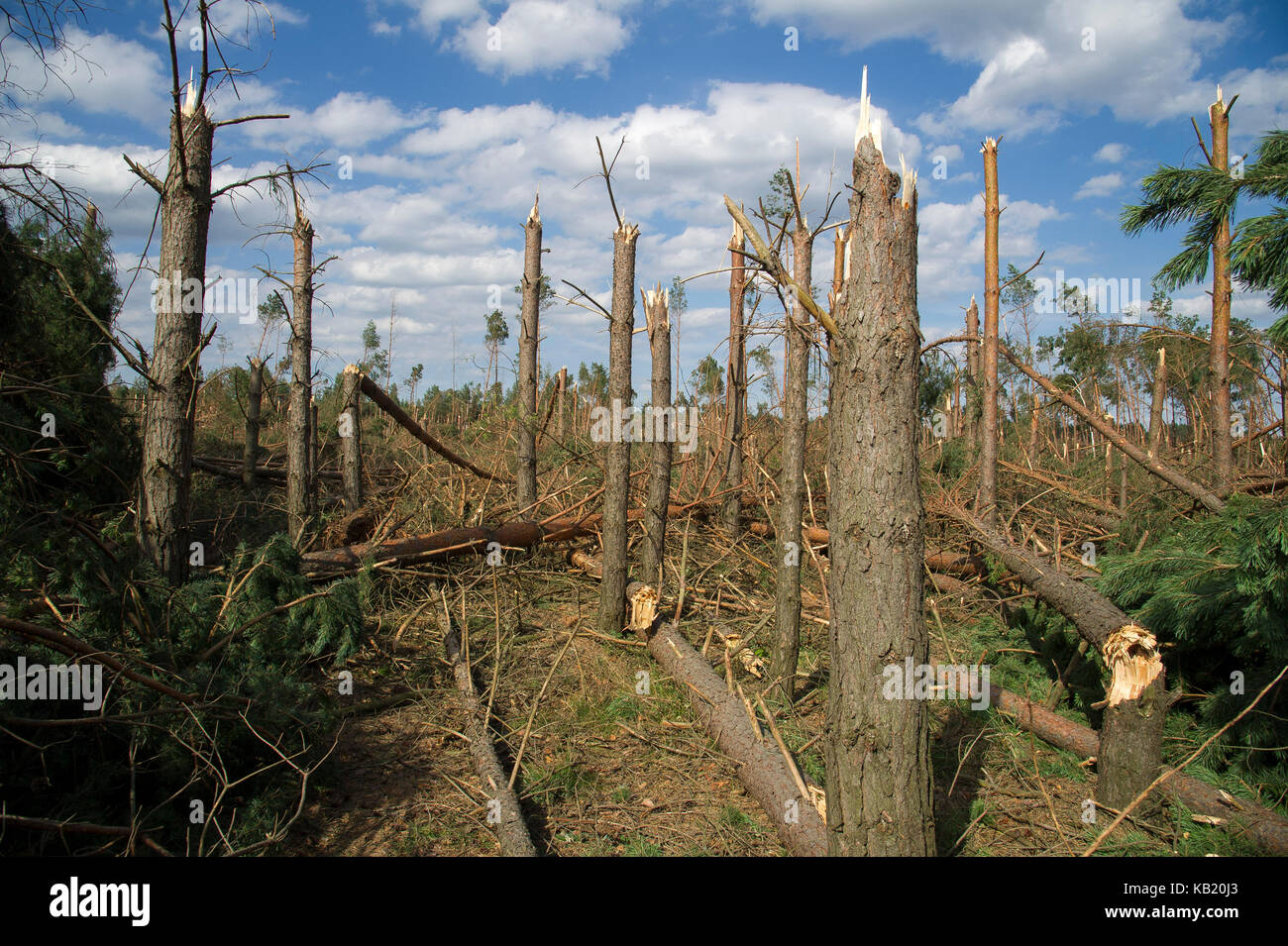Fallen trees in forest caused by extremely high wind speed during the ...