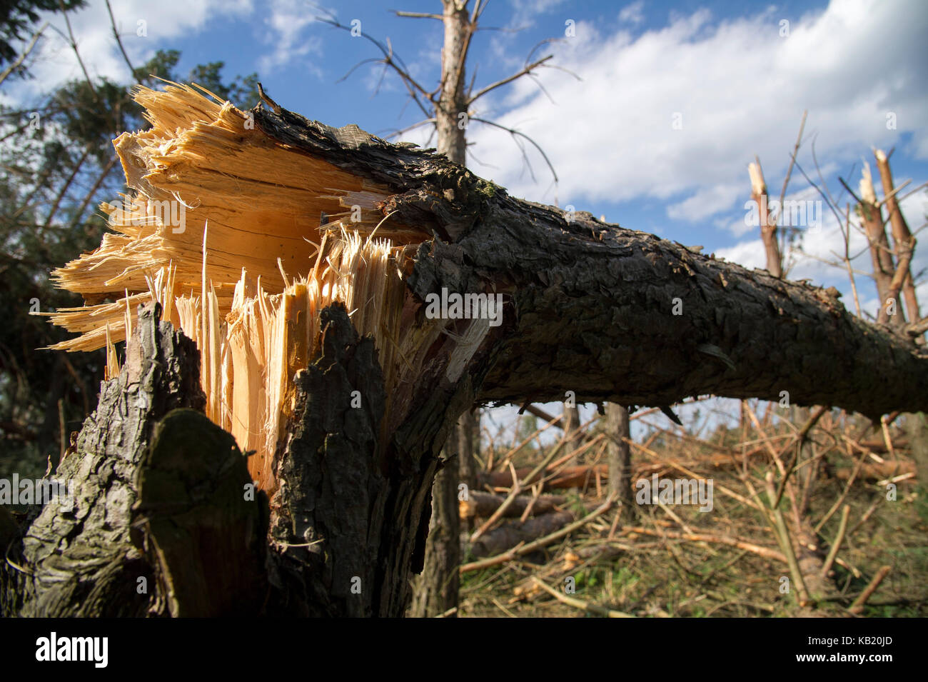 Fallen trees in forest caused by extremely high wind speed during the ...