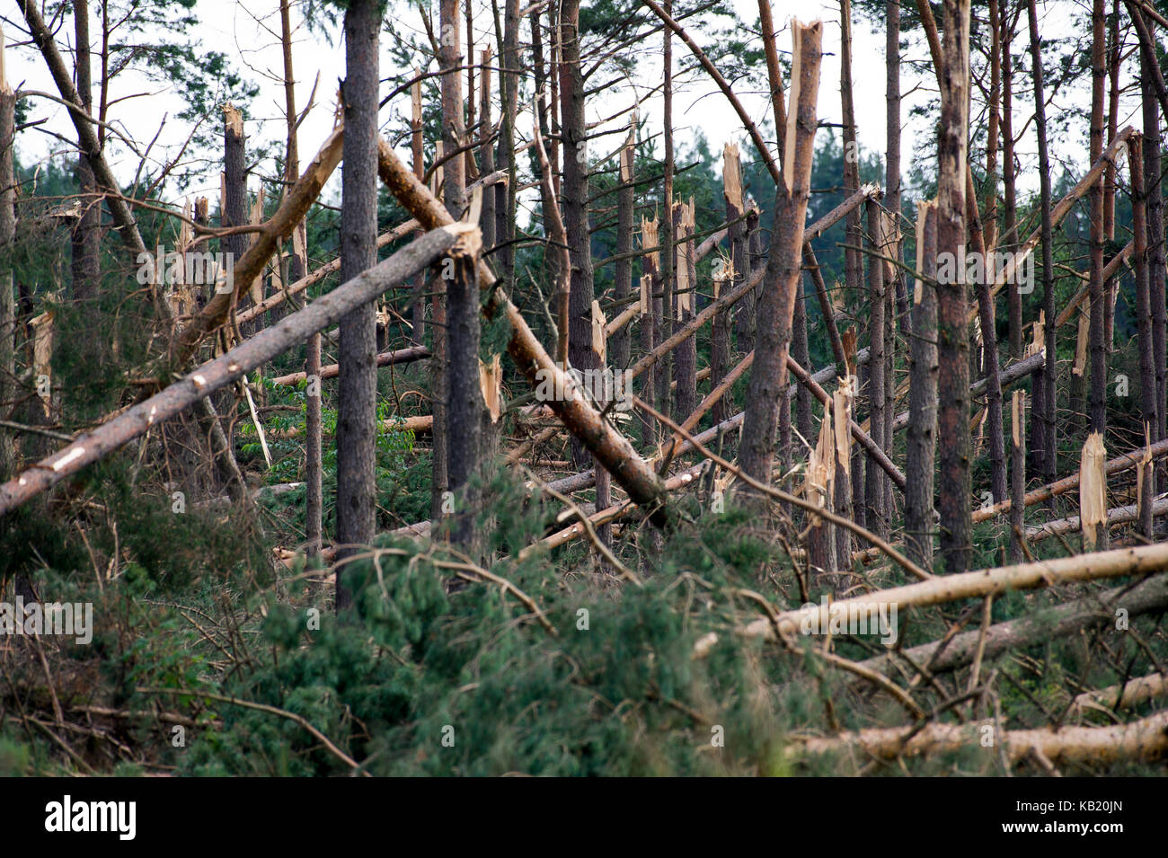 Fallen trees in forest caused by extremely high wind speed during the ...