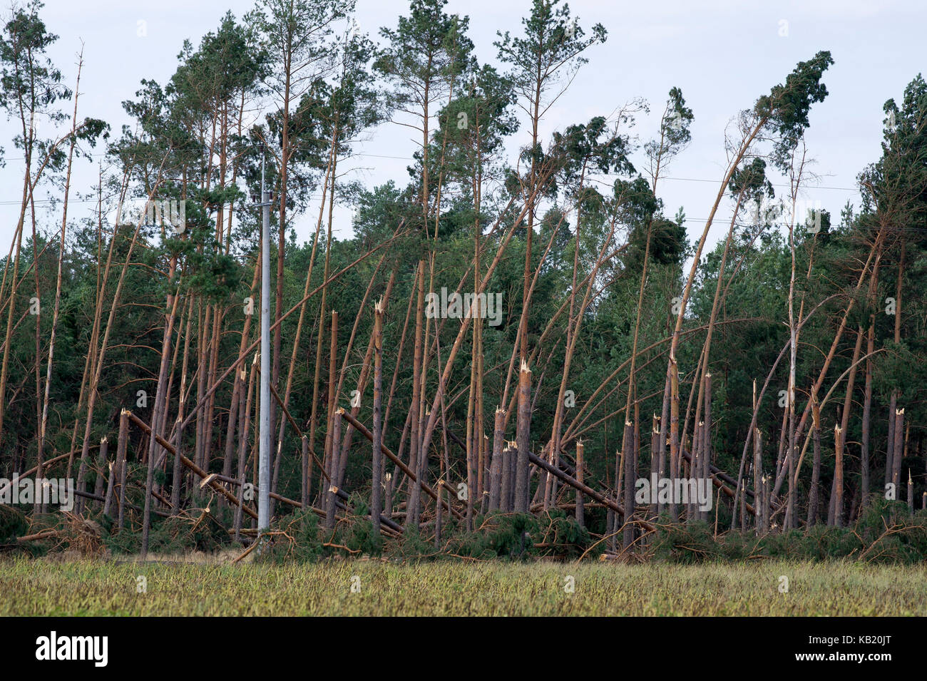 Fallen trees in forest caused by extremely high wind speed during the ...