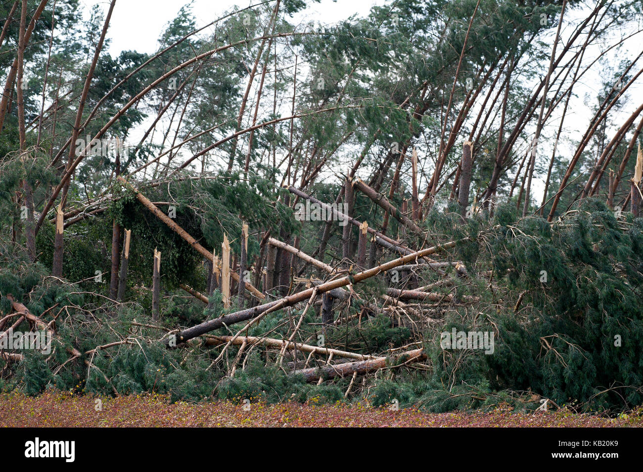 Fallen trees in forest caused by extremely high wind speed during the ...