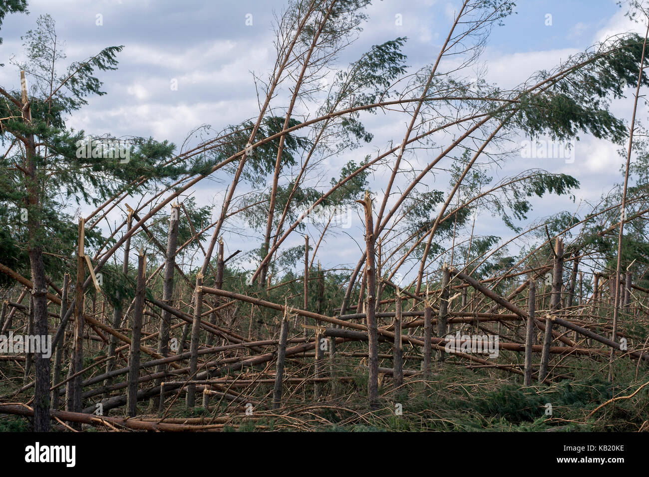 Fallen trees in forest caused by extremely high wind speed during the ...