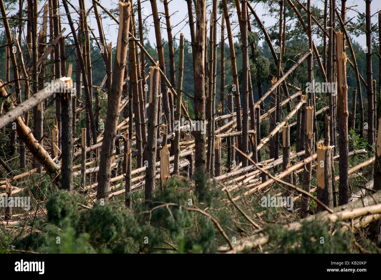Fallen trees in forest caused by extremely high wind speed during the ...