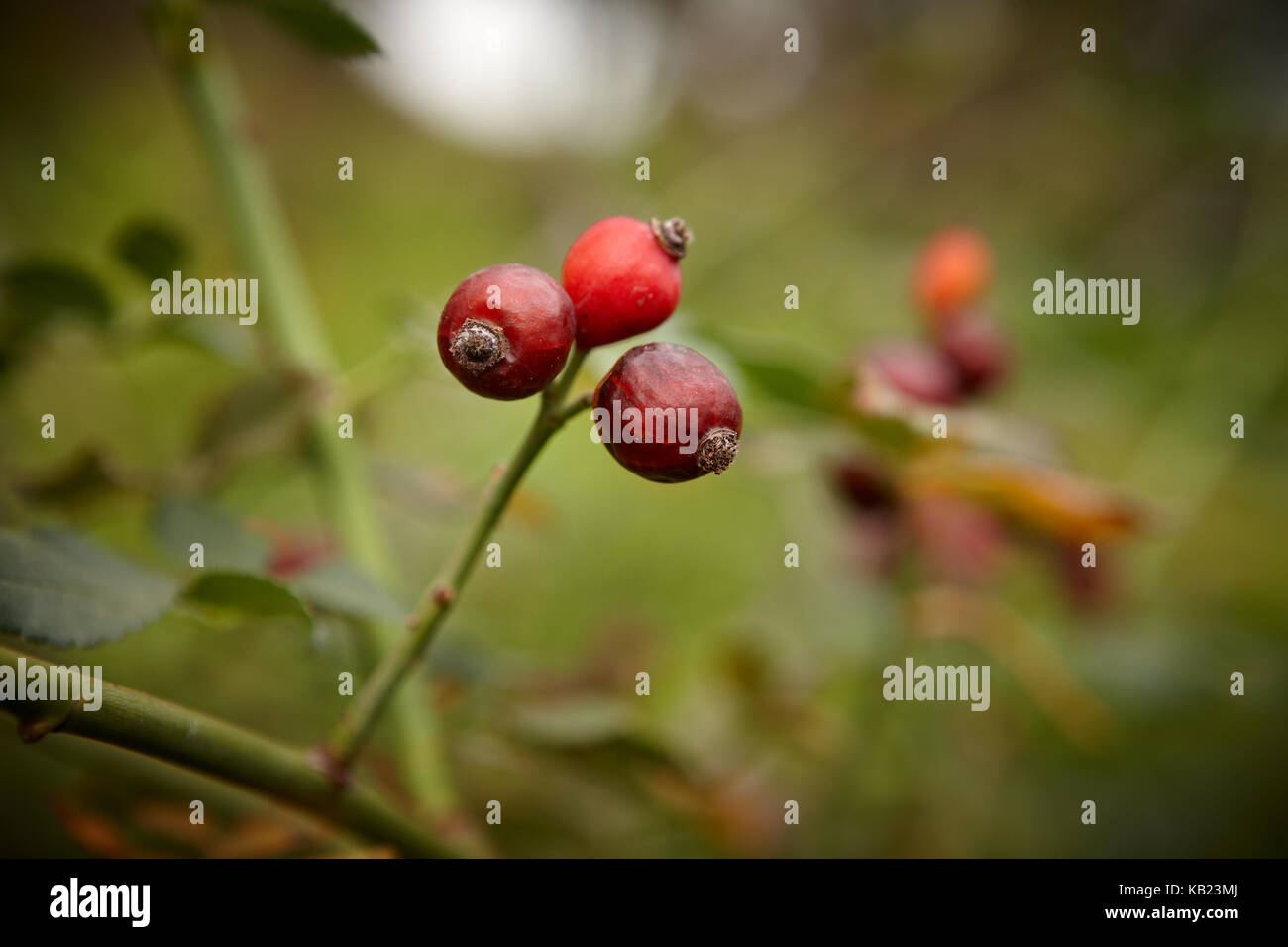 Red seed pods hi-res stock photography and images - Alamy