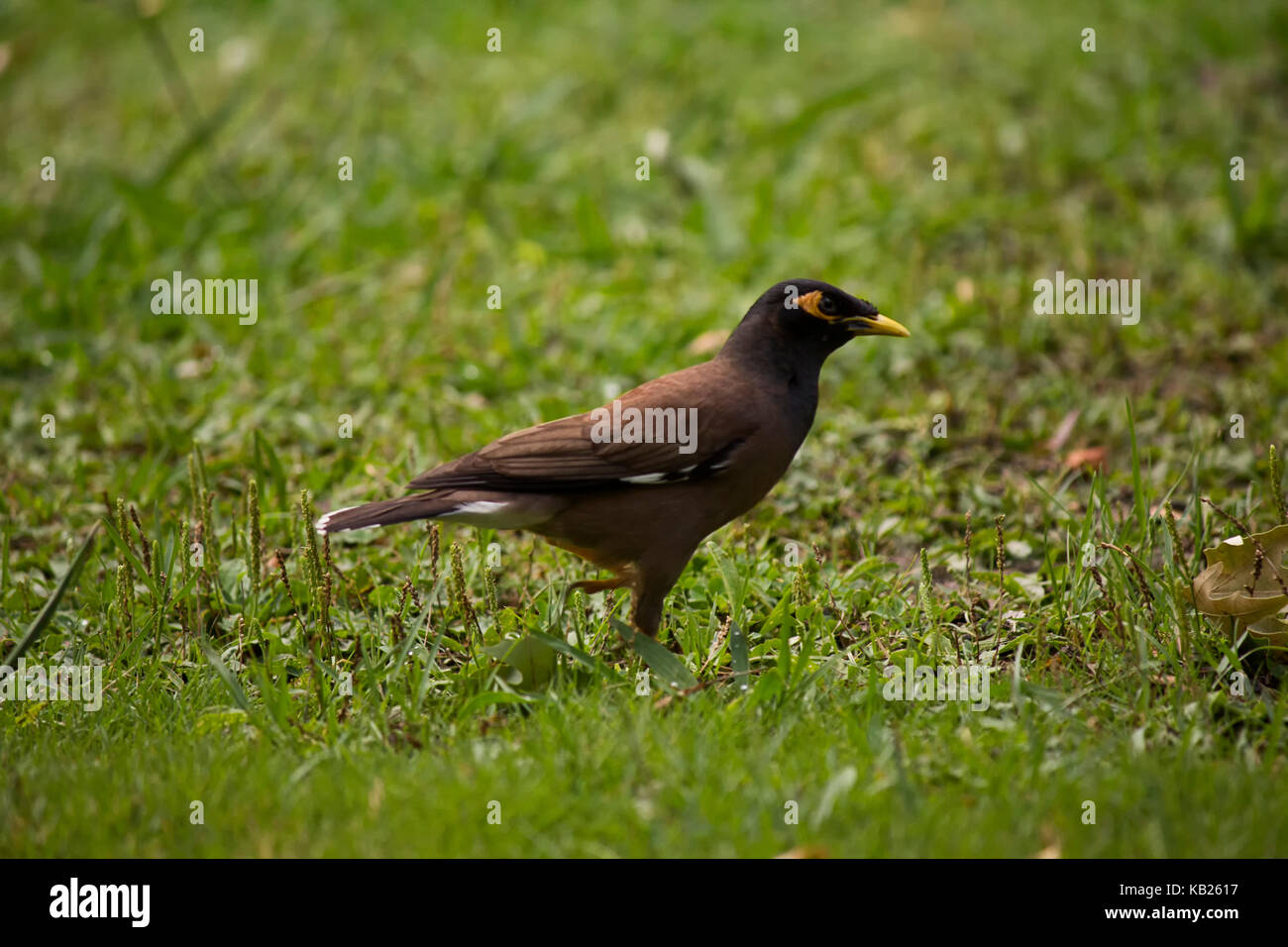 Bird of pakistan hi-res stock photography and images - Alamy