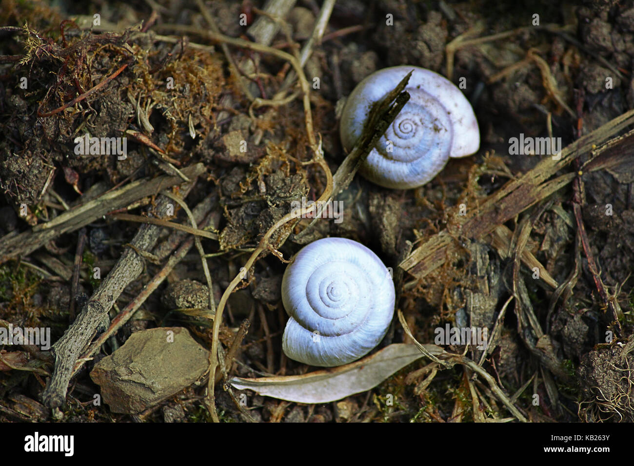 Dry shells garden snails hi-res stock photography and images - Alamy