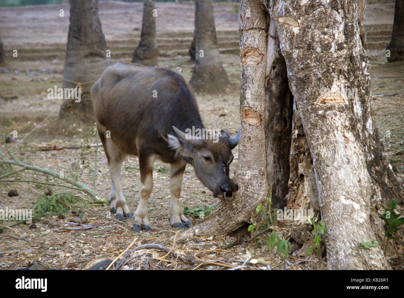 Philippine Carabao Profile For DA Philippine Carabao Center