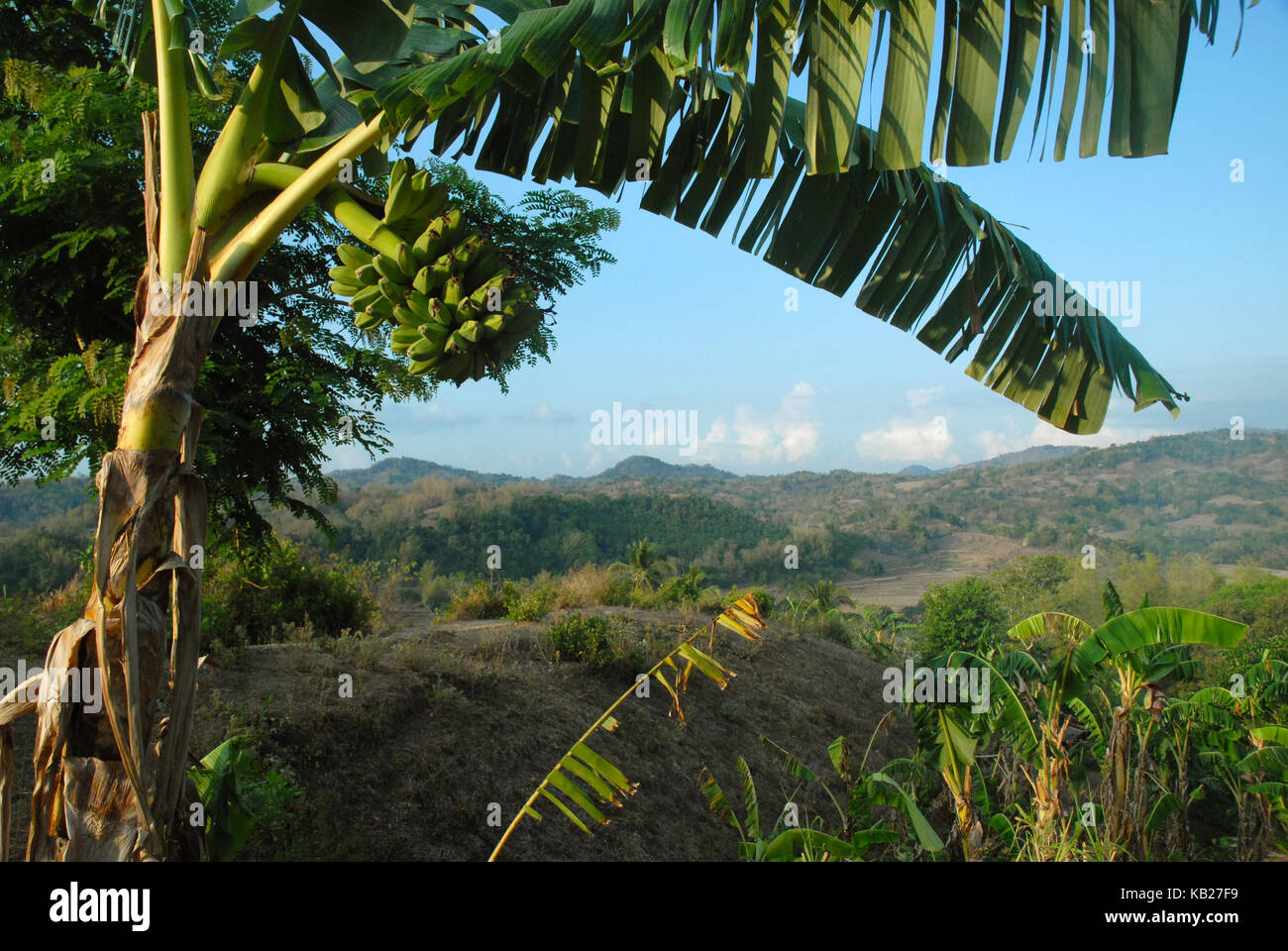 Banana farming philippines hi-res stock photography and images - Alamy