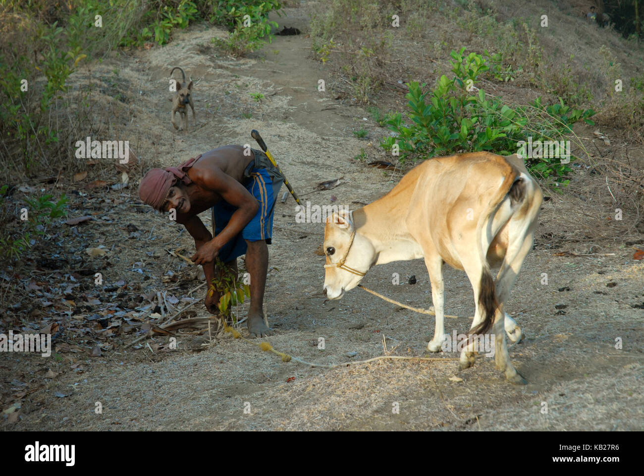 Farmer with his cattle, Mabini Sur, San Joaquin, Iloilo, Philippines ...