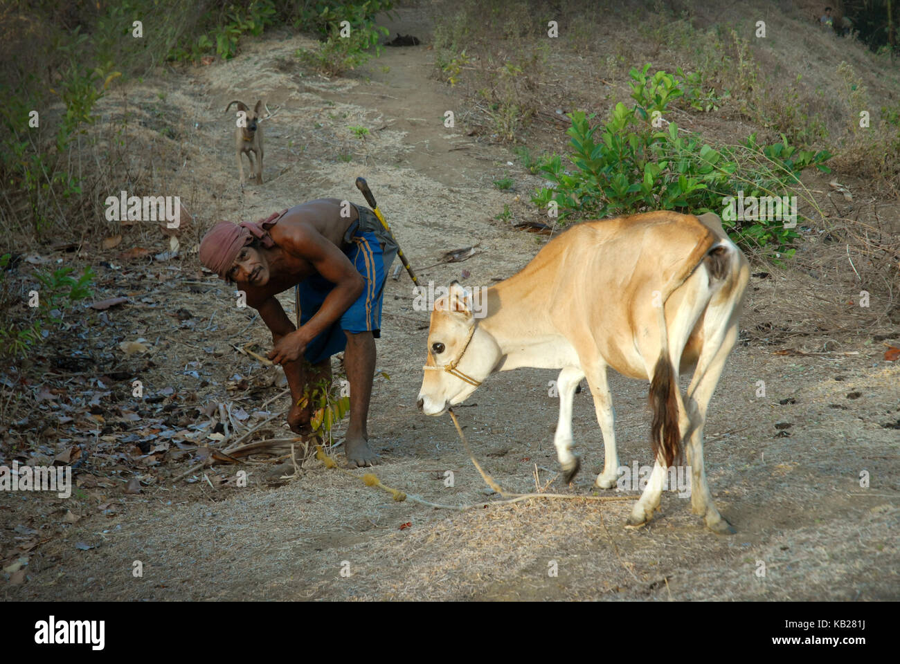 Farmer with his cattle, Mabini Sur, San Joaquin, Iloilo, Philippines ...