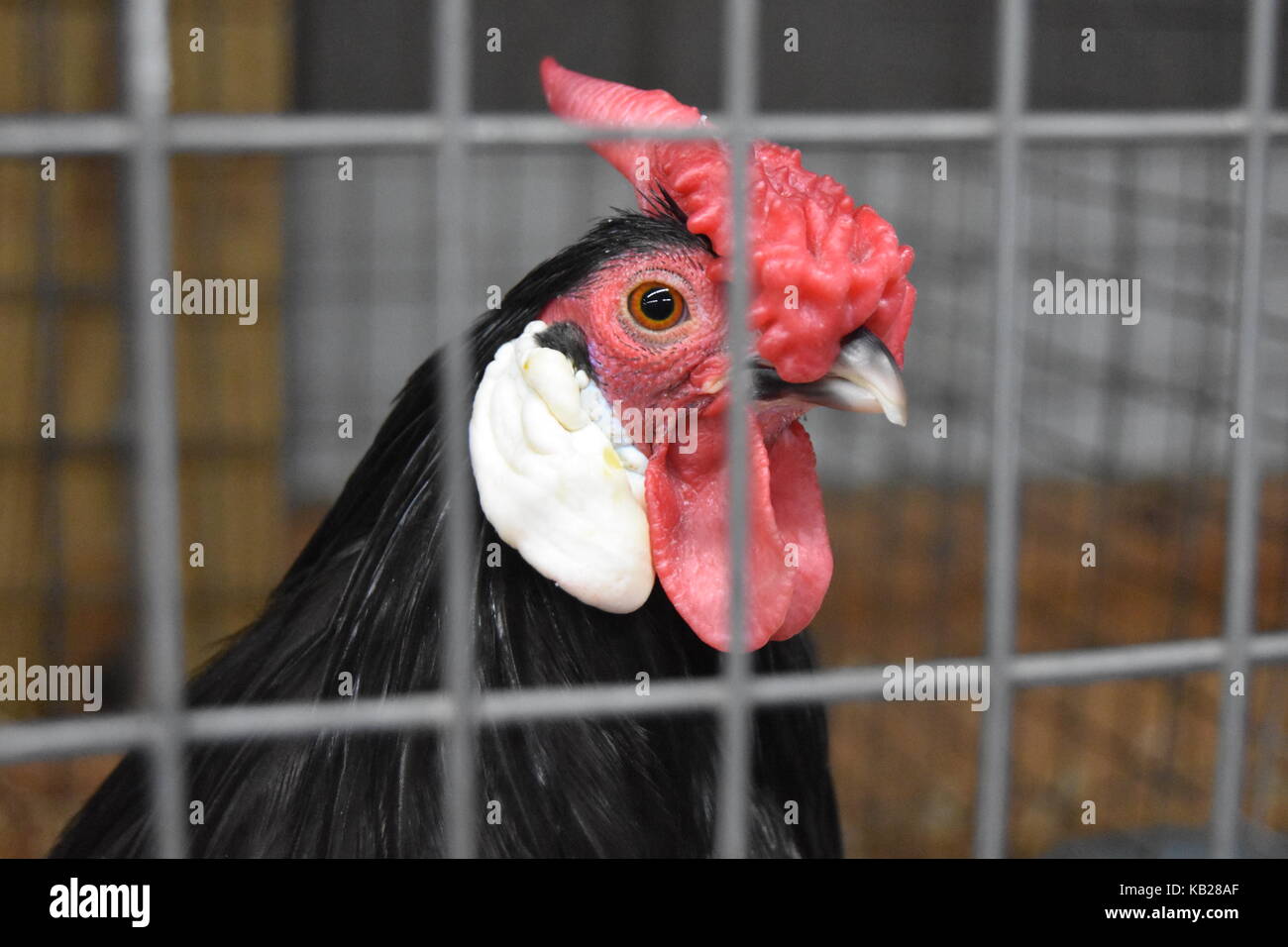 Caged rooster at the country fair Stock Photo - Alamy