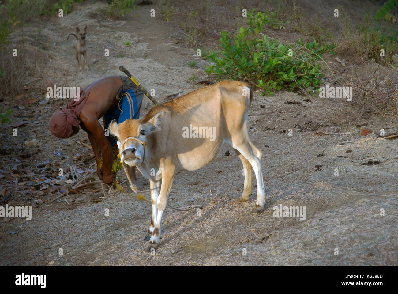 Farmer with his cattle, Mabini Sur, San Joaquin, Iloilo, Philippines ...