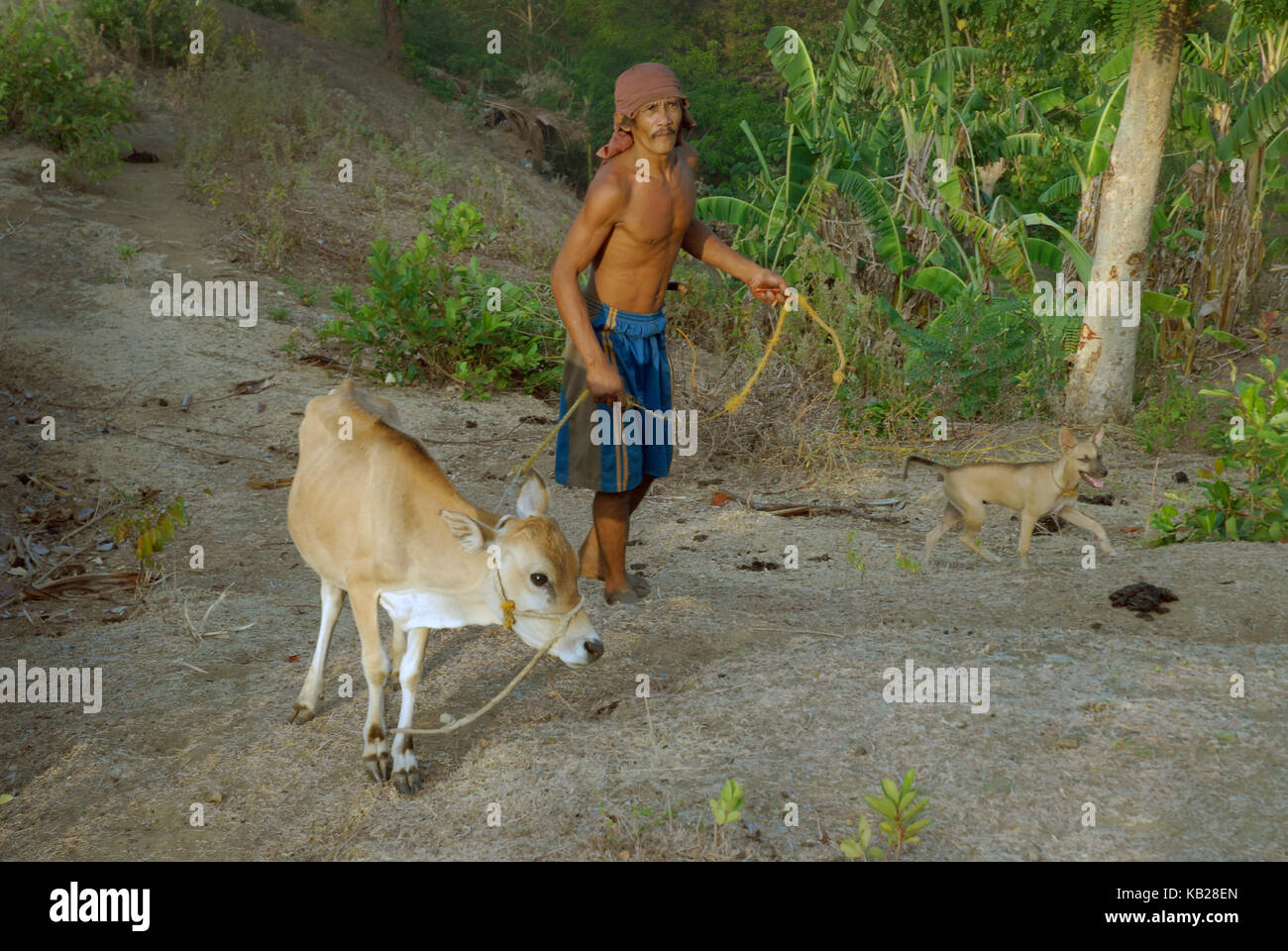 Farmer with his cattle, Mabini Sur, San Joaquin, Iloilo, Philippines ...