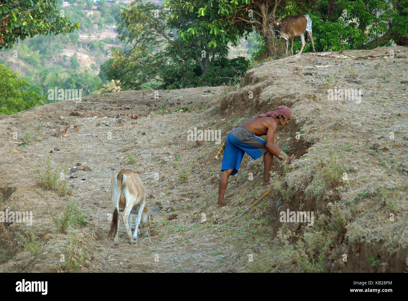 Farmer with his cattle, Mabini Sur, San Joaquin, Iloilo, Philippines ...
