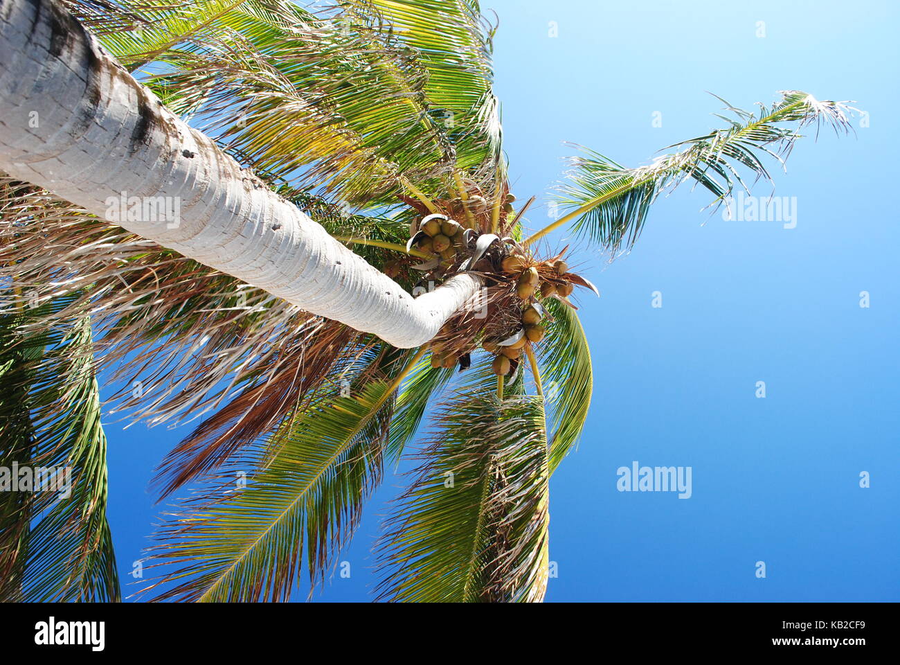 Looking up at a palm tree Stock Photo - Alamy