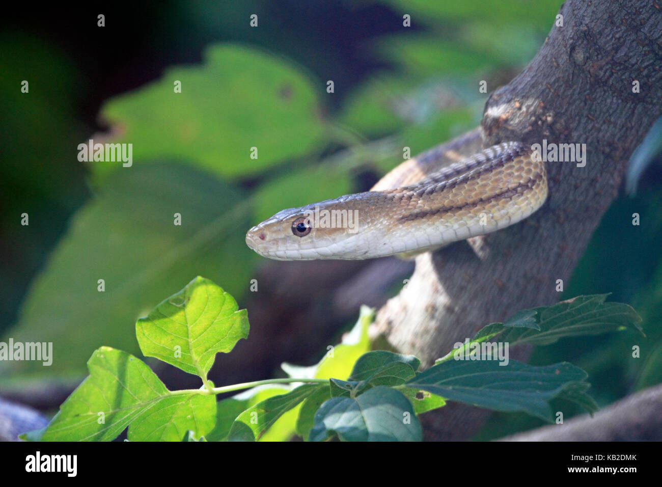Temptation of adam and eve hi-res stock photography and images - Alamy