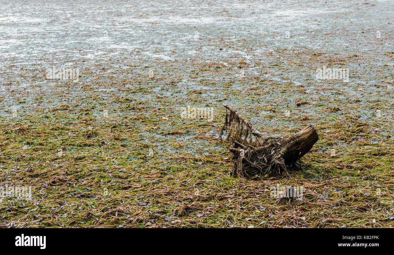 Dead tree stump sinking in large muddy swamp covered in algae and ...