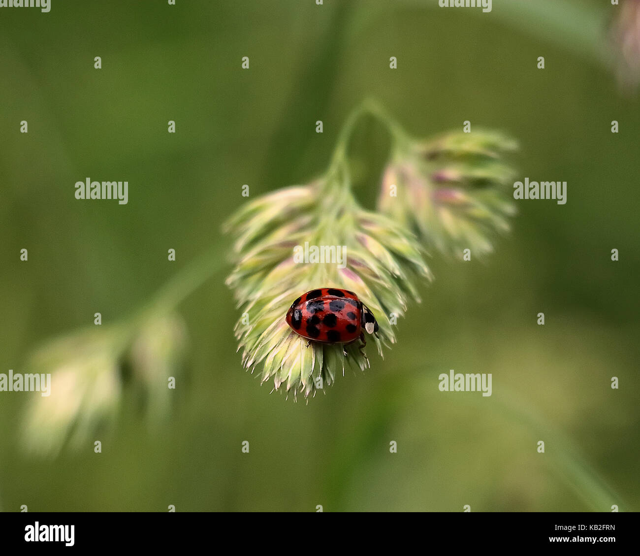 Wheatcob hi-res stock photography and images - Alamy