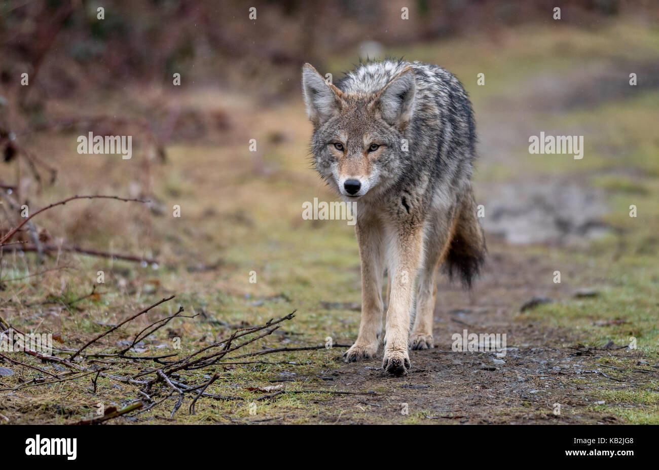 Coyote in British Columbia, Canada Stock Photo - Alamy