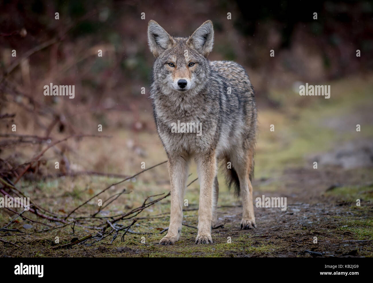 Coyote in British Columbia, Canada Stock Photo - Alamy
