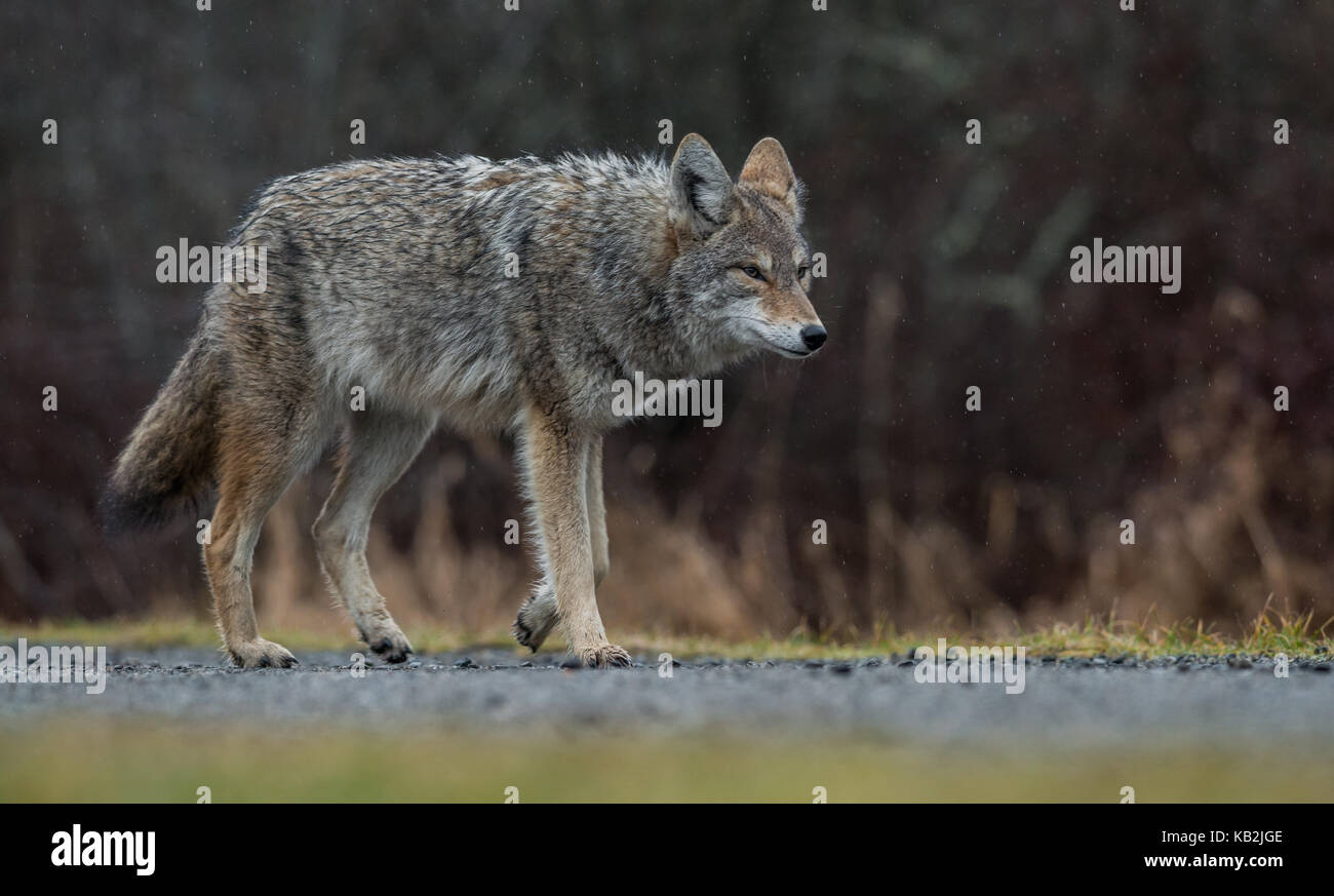Coyote pup in forest hi-res stock photography and images - Alamy