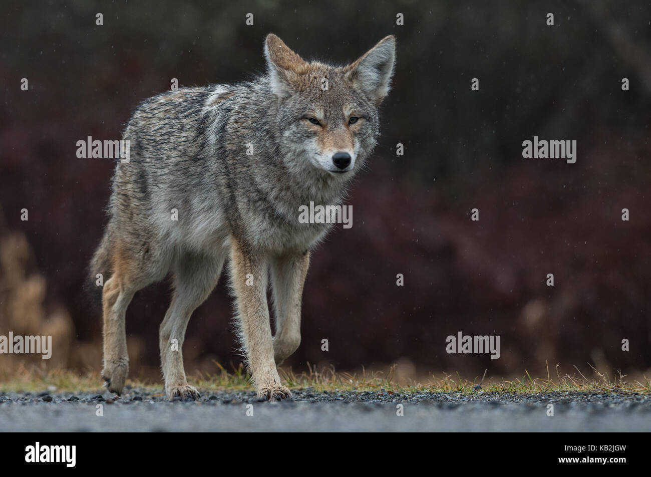 Coyote pup hi-res stock photography and images - Alamy