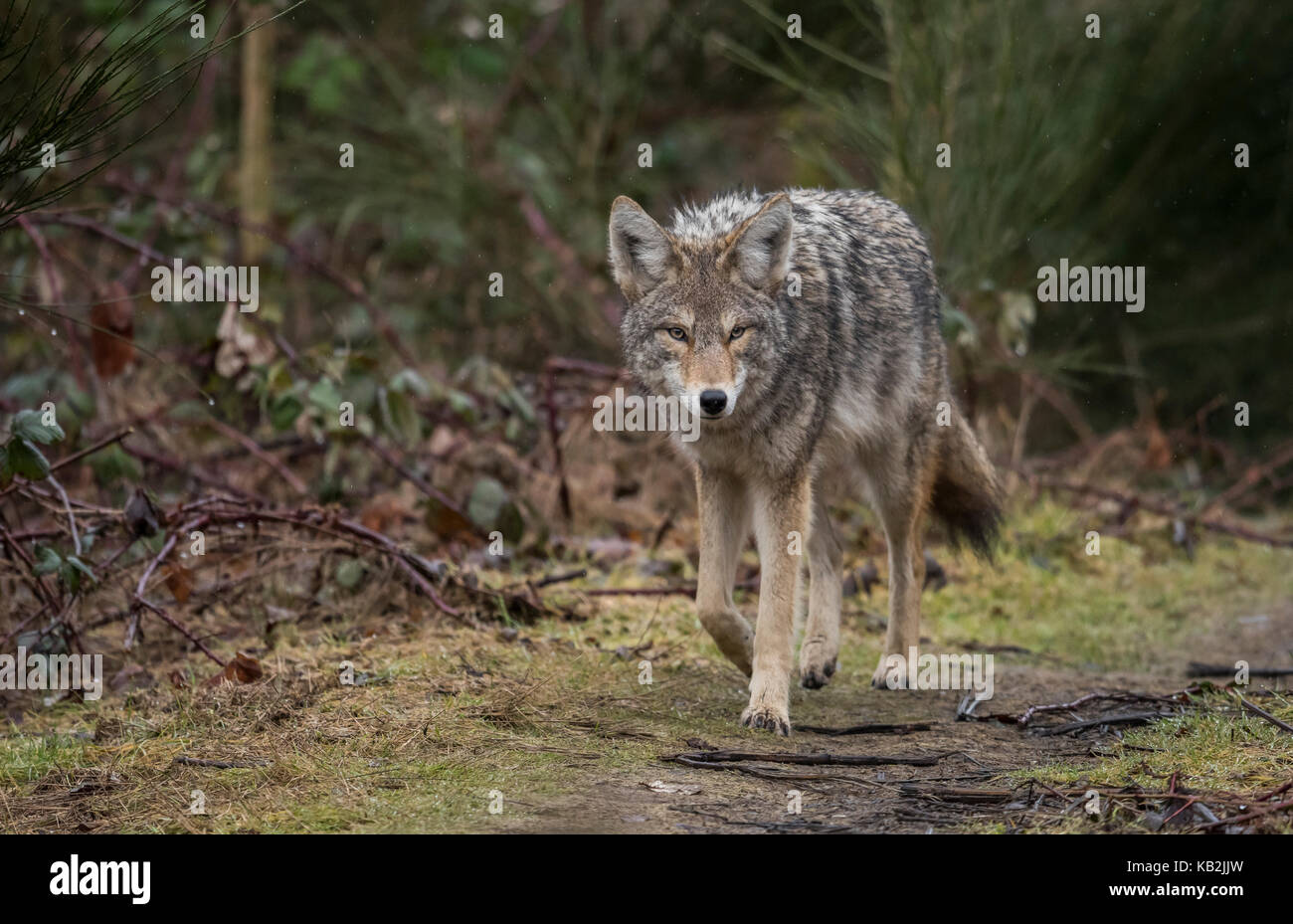 Coyote in British Columbia, Canada Stock Photo - Alamy