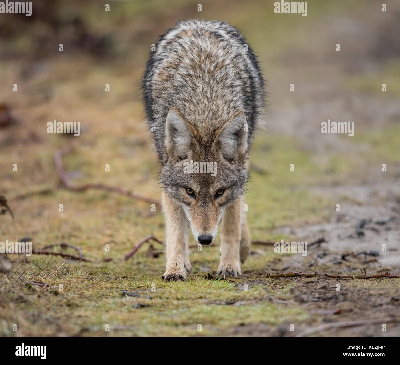 Coyote pup hunt hi-res stock photography and images - Alamy