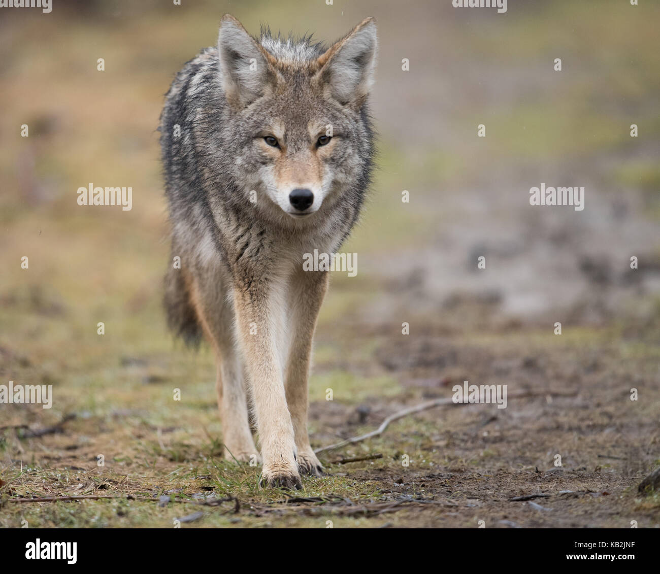 Coyote in British Columbia, Canada Stock Photo - Alamy