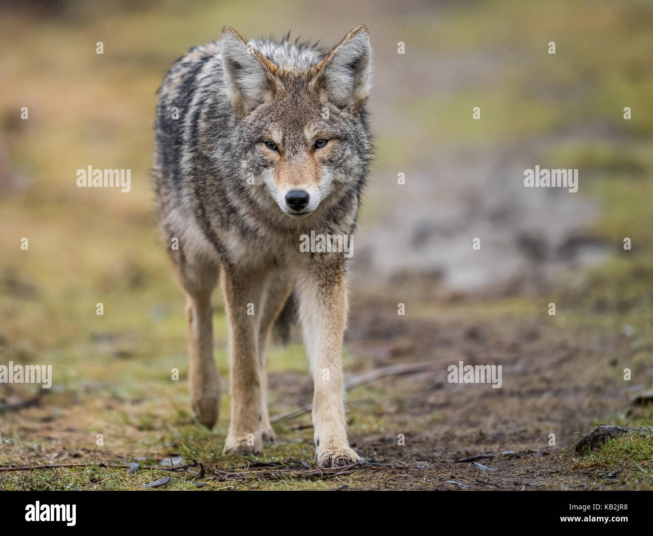 Coyote in British Columbia, Canada Stock Photo - Alamy