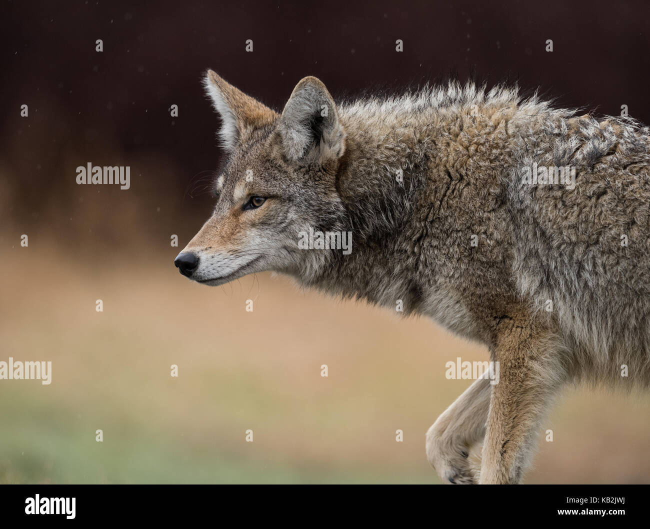 Coyote in British Columbia, Canada Stock Photo - Alamy