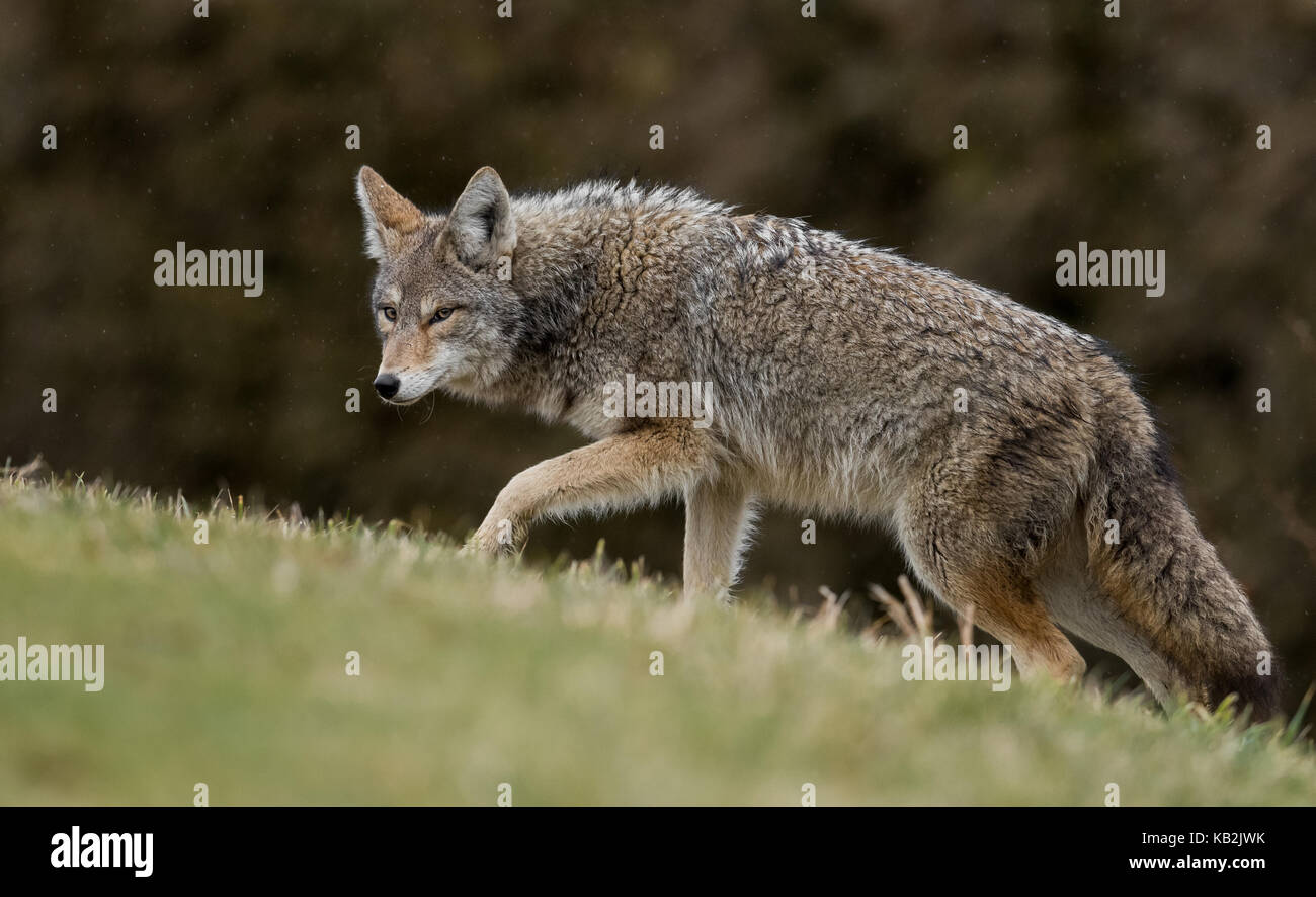 Coyote pup hunt hi-res stock photography and images - Alamy